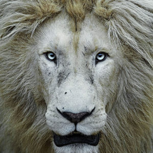 Adopt a Lion – LION SANCTUARY AND FILM LOCATION