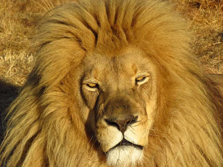 Adopt a Lion – LION SANCTUARY AND FILM LOCATION